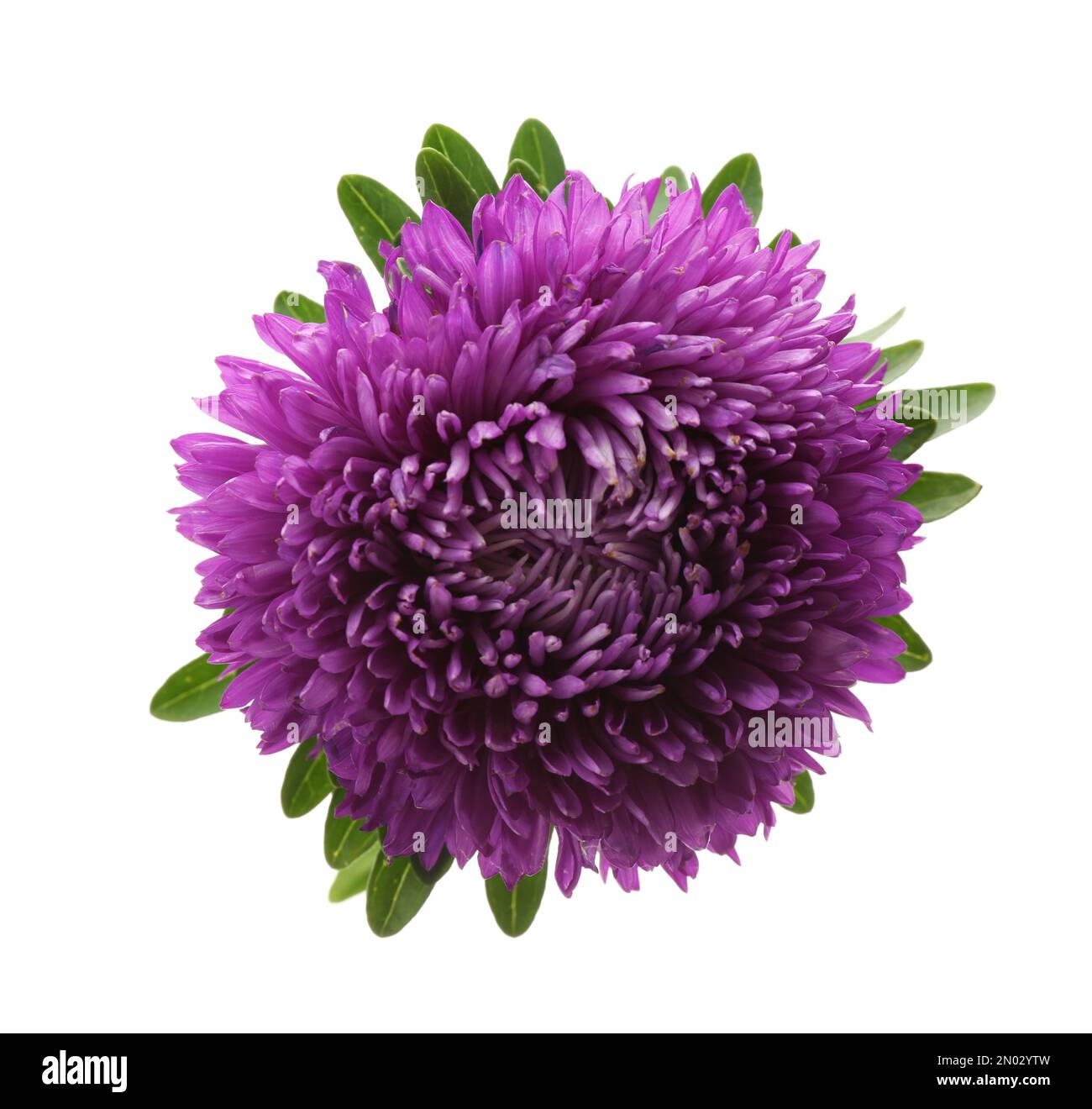Beautiful purple aster isolated on white, top view. Autumn flower Stock ...