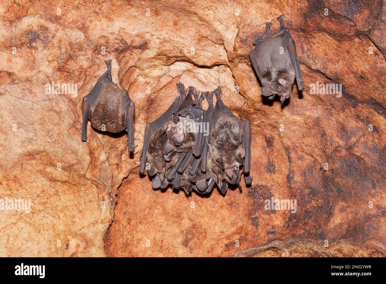 Spear Nosed Bat Lesser Spear Nosed Bat Colombia