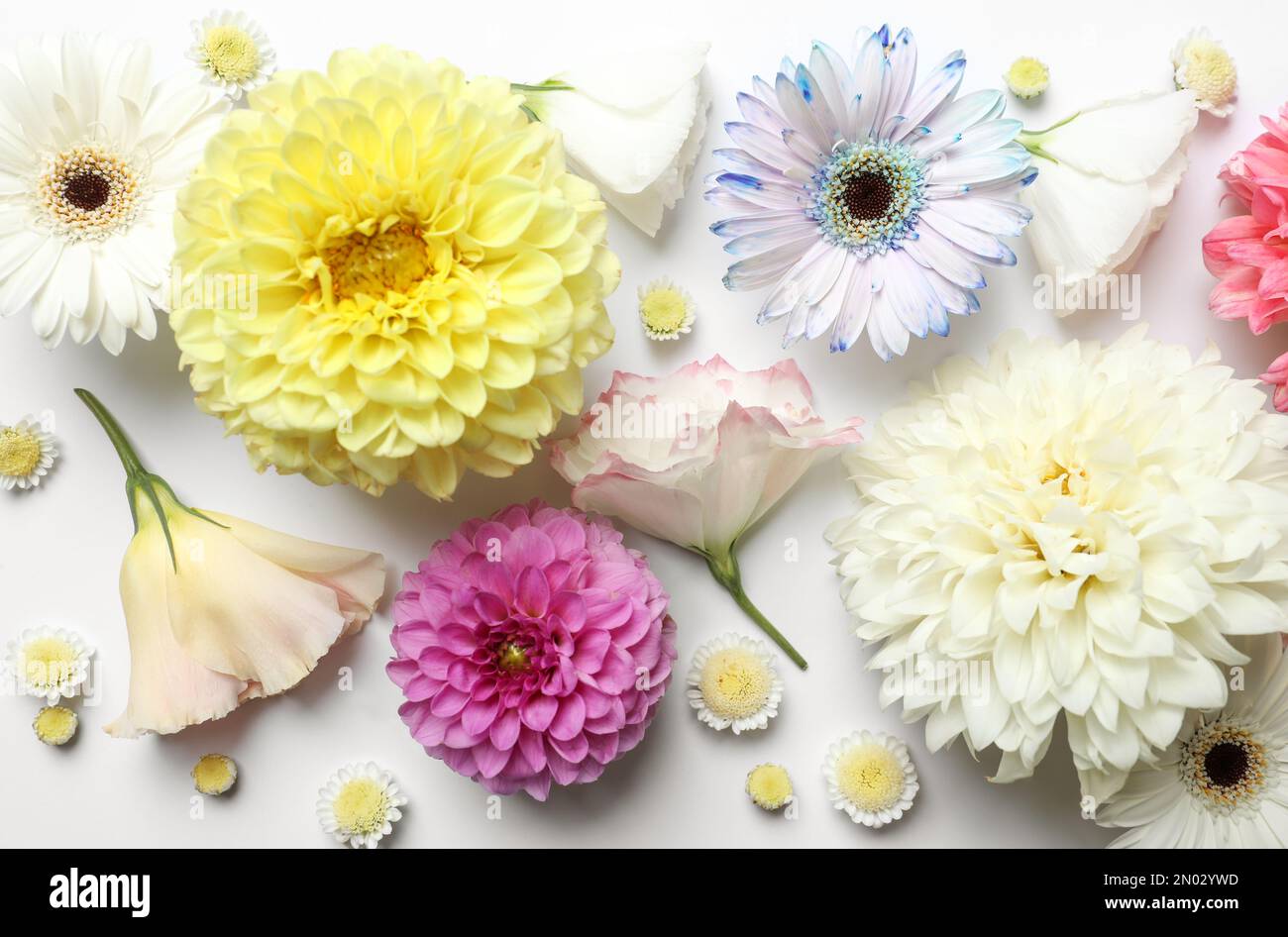 Beautiful dahlia, eustoma and gerbera flowers on white background, flat ...