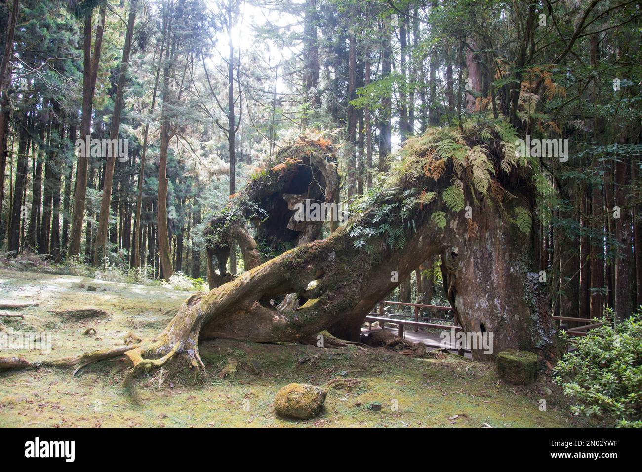The Hearted Shaped Tree in Alishan National Forest Recreation Area in ...