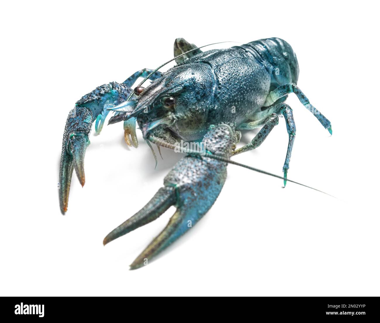Electric blue crayfish hi-res stock photography and images - Alamy
