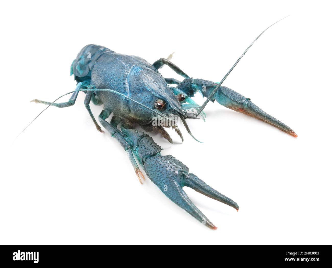 Blue crayfish isolated on white. Freshwater crustacean Stock Photo - Alamy