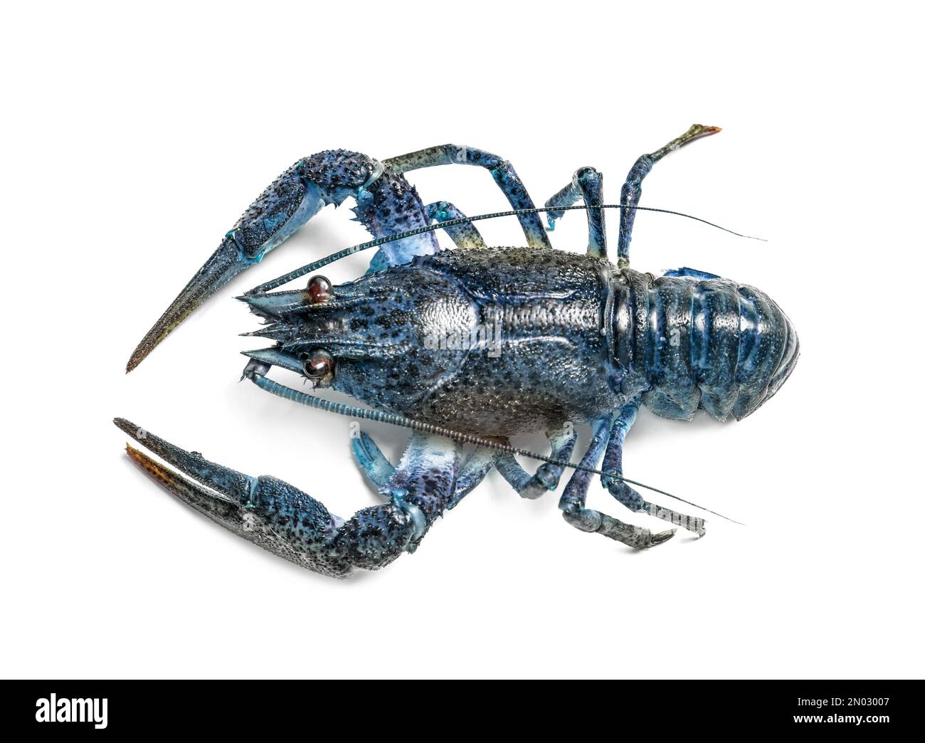 Blue or sapphire crayfish isolated on white, top view Stock Photo - Alamy