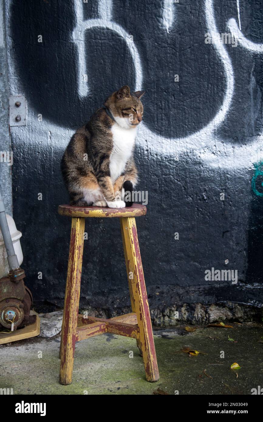 Little wildcat historical hi-res stock photography and images - Alamy