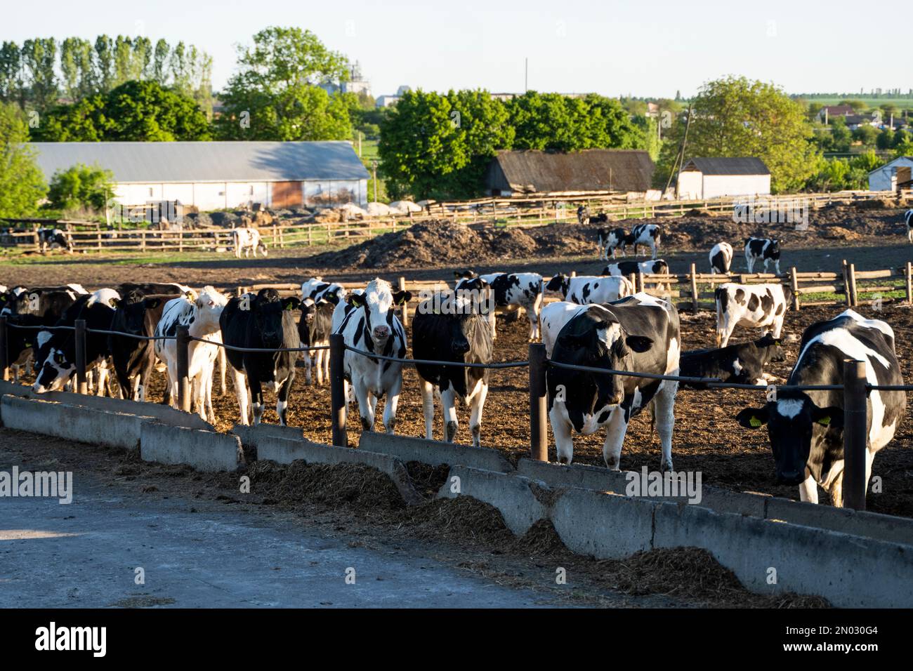Milk cows on a outdoor farm eating a fresh hay. Modern farm cowshed with milking cows. Dairy ...