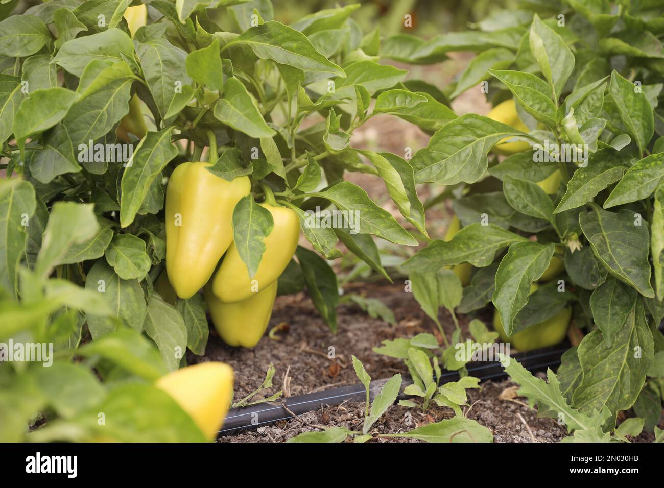 Bell pepper bush, closeup view. Harvesting time Stock Photo - Alamy