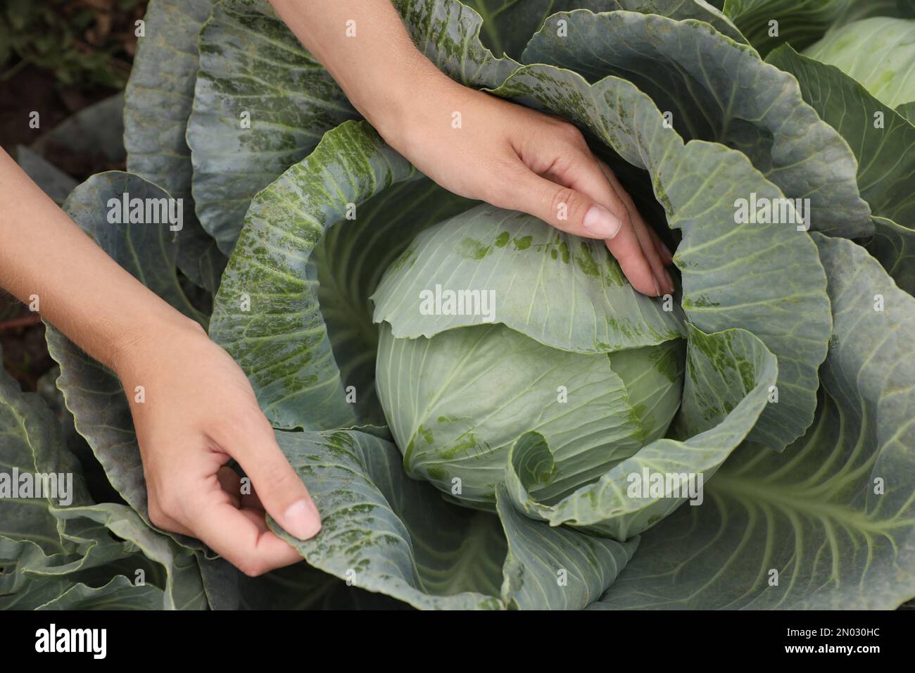 Woman harvest spring cabbage hi-res stock photography and images - Alamy