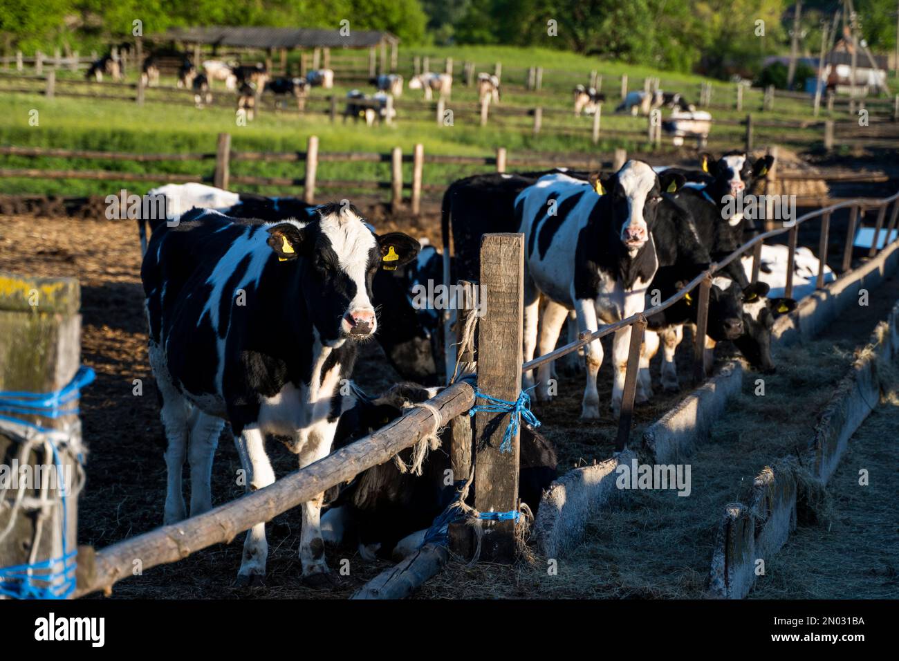 Milk cows on a outdoor farm eating a fresh hay. Modern farm cowshed with milking cows. Dairy ...