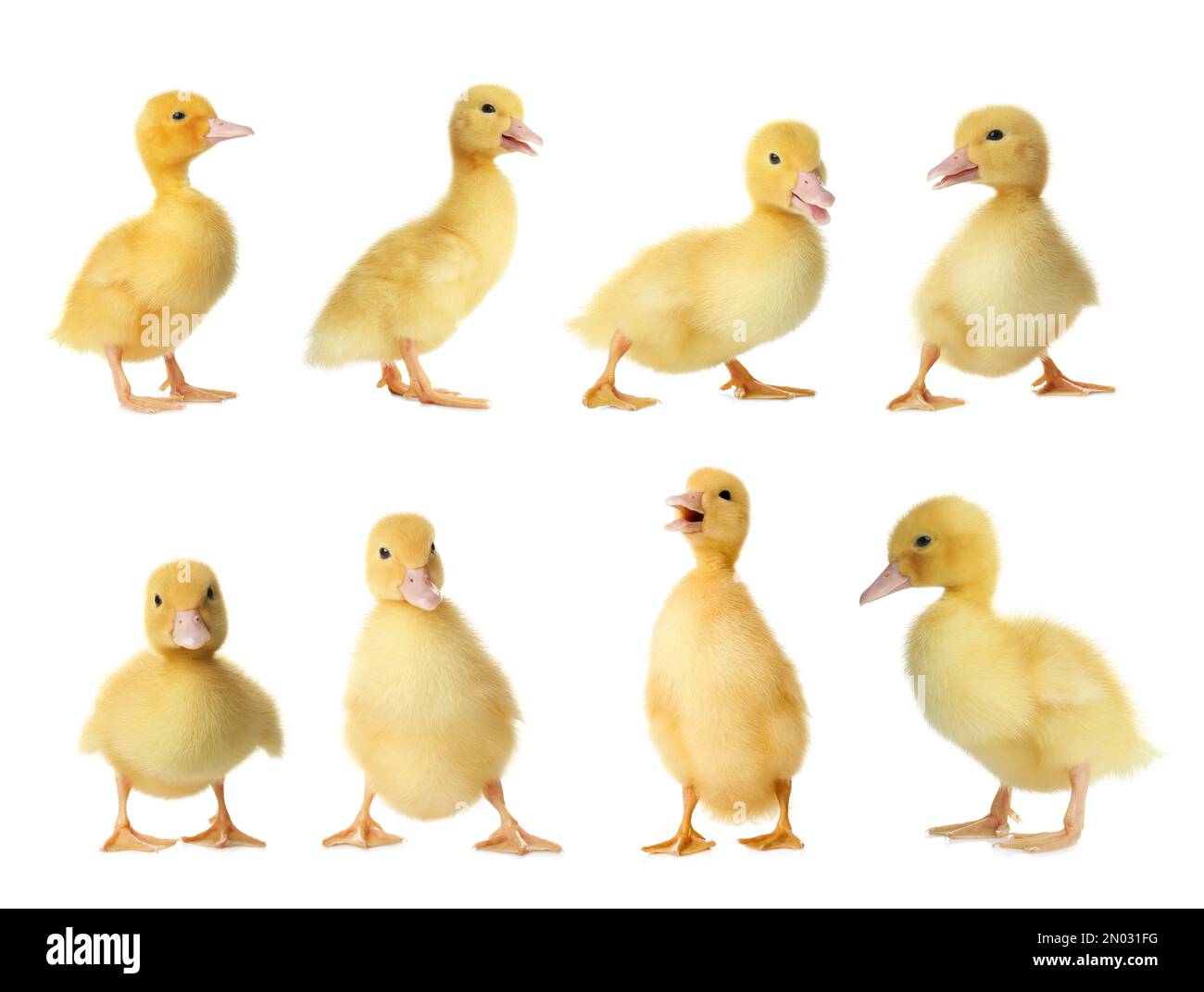 Collage with cute fluffy ducklings on white background. Farm animals ...