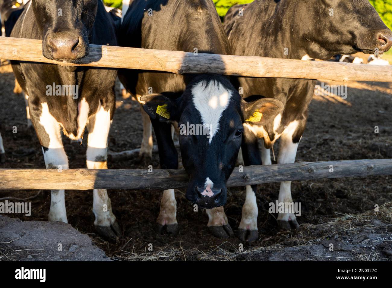 Milk cows on a outdoor farm eating a fresh hay. Modern farm cowshed ...