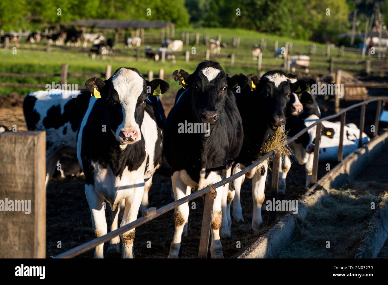 Dairy cows eating grass, hay and silage on a farm in a sunset ...