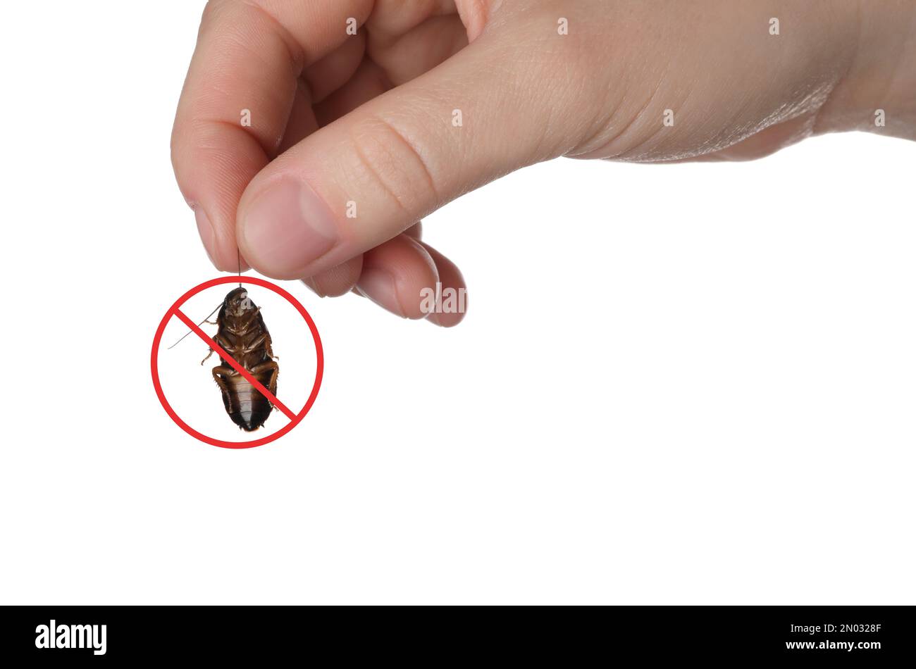 Woman holding cockroach on white background, closeup. Pest control ...