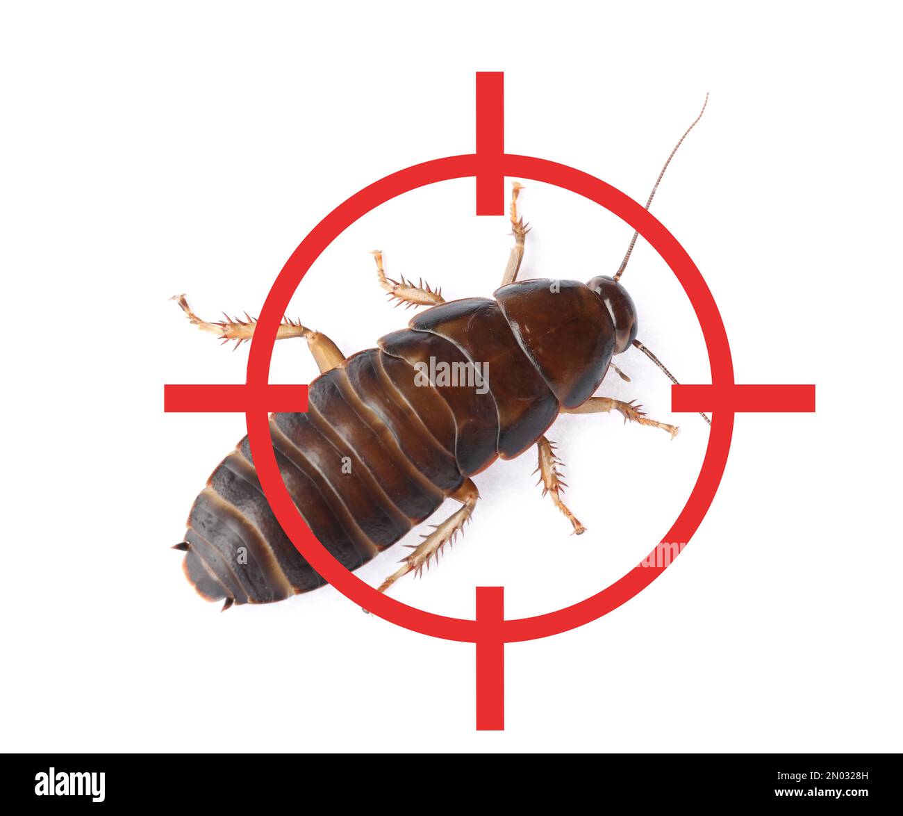 Cockroach with red target symbol on white background. Pest control ...