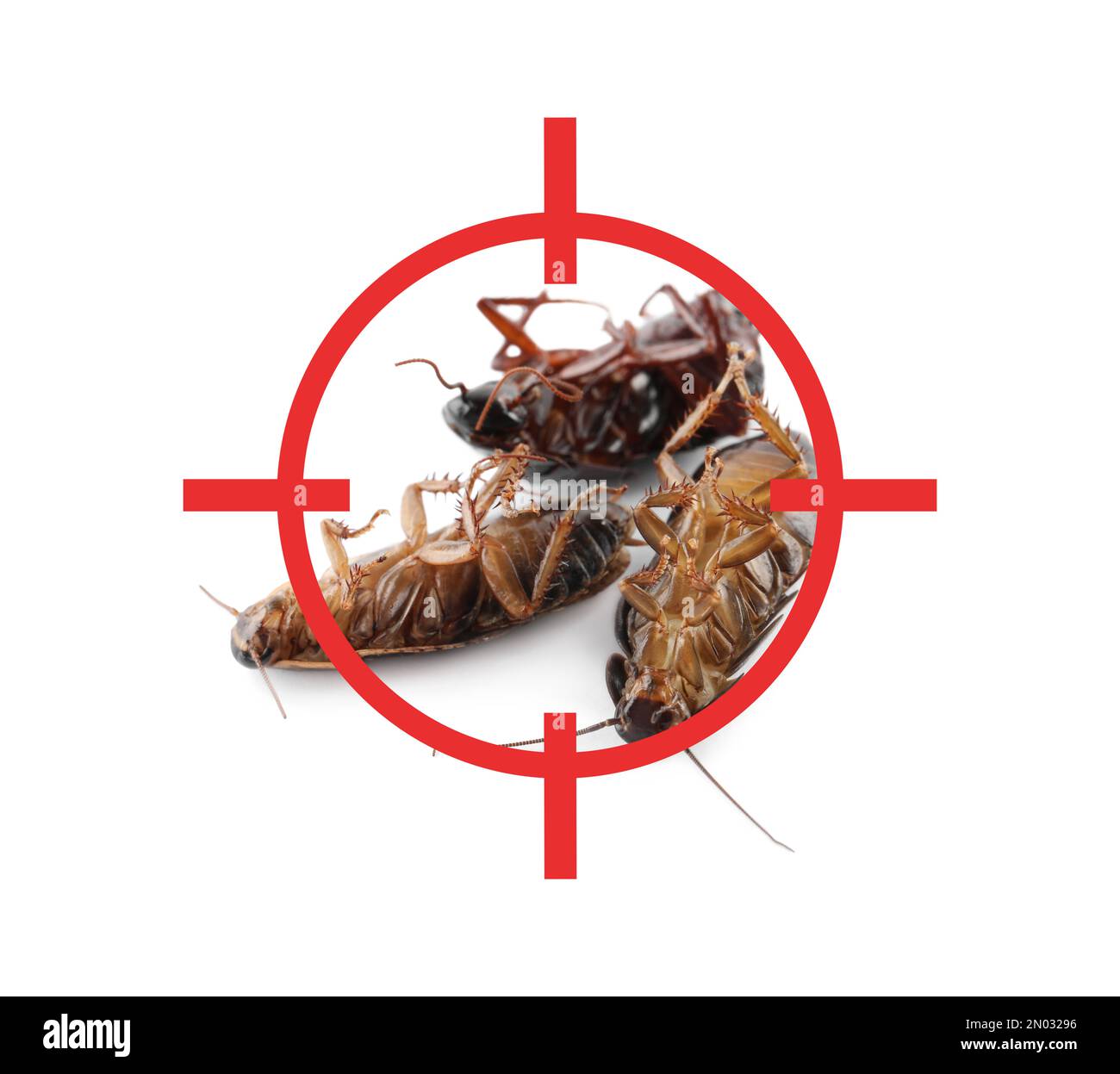 Dead cockroaches with red target symbol on white background. Pest ...
