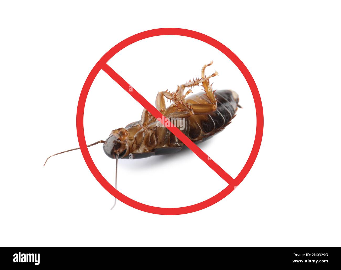 Dead cockroach with red prohibition sign on white background. Pest ...