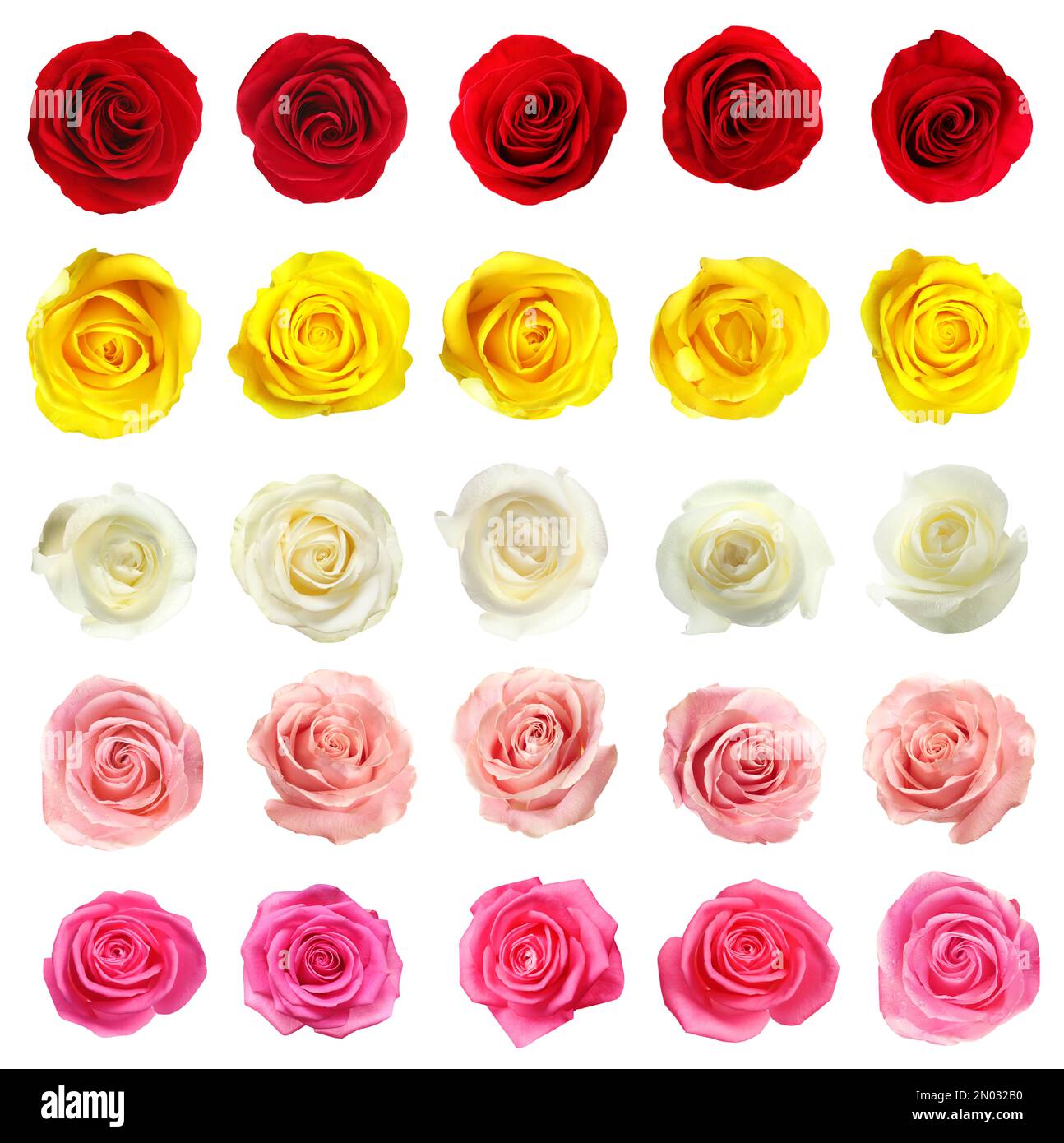 Set of different roses on white background Stock Photo - Alamy