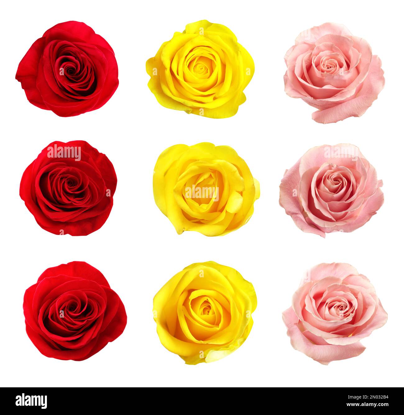 Set different roses isolated hi-res stock photography and images - Alamy