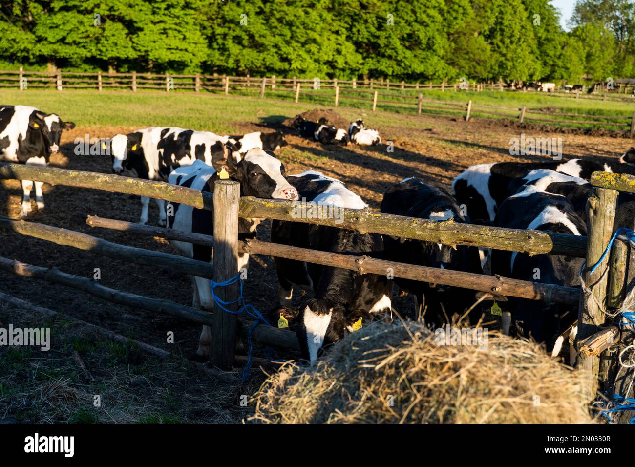 Milk cows in a pen on a farm. Livestock concept. Dairy farm, cattle, feeding cows on farm Stock ...
