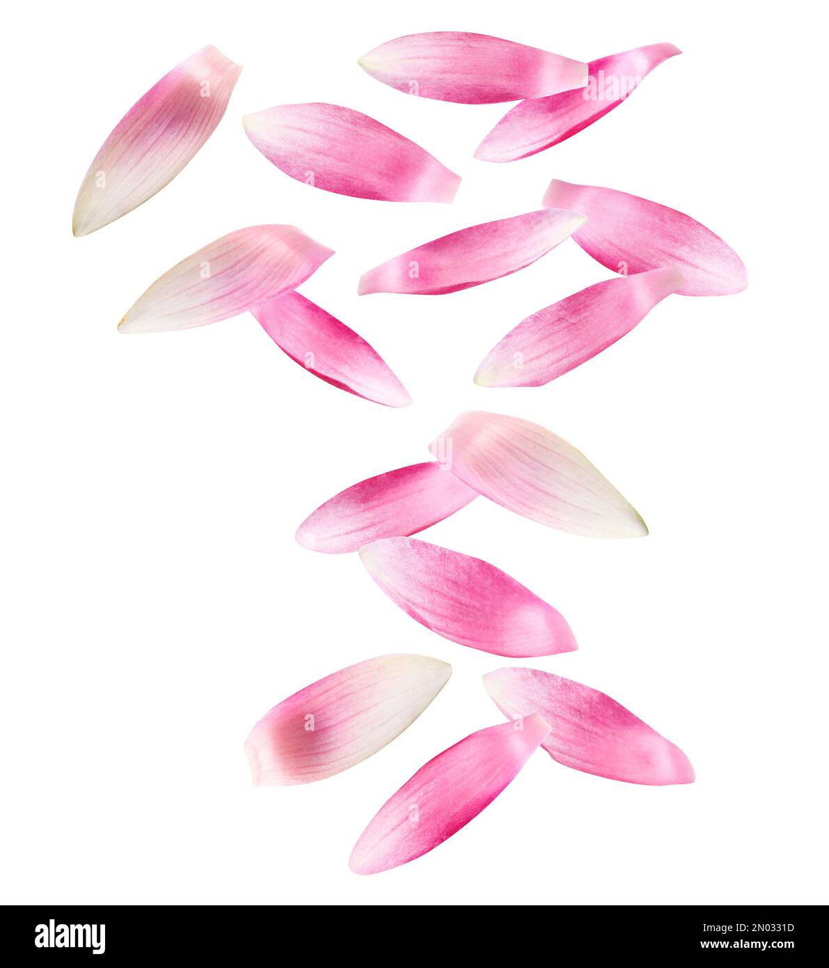 Beautiful pink lotus flower petals falling on white background Stock ...