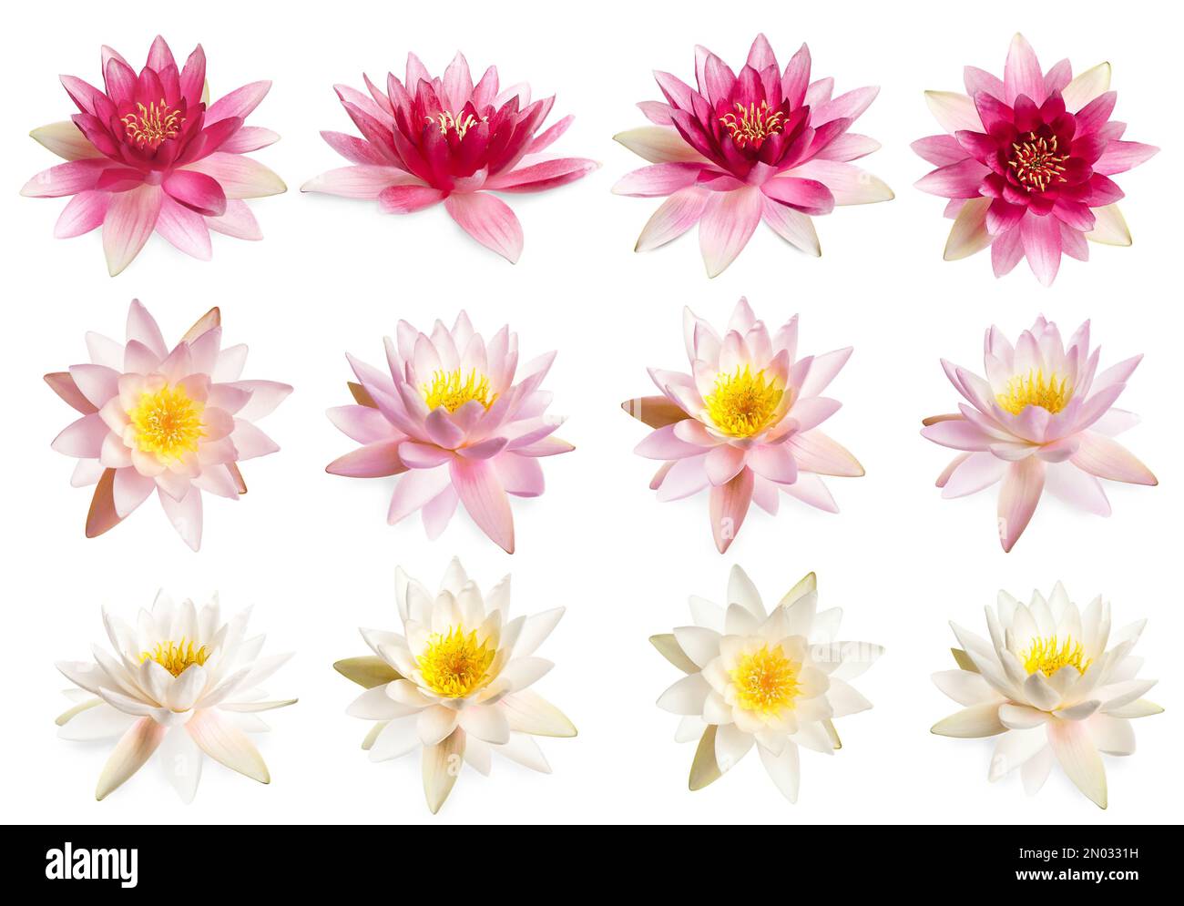 Set of beautiful lotus flowers on white background Stock Photo - Alamy