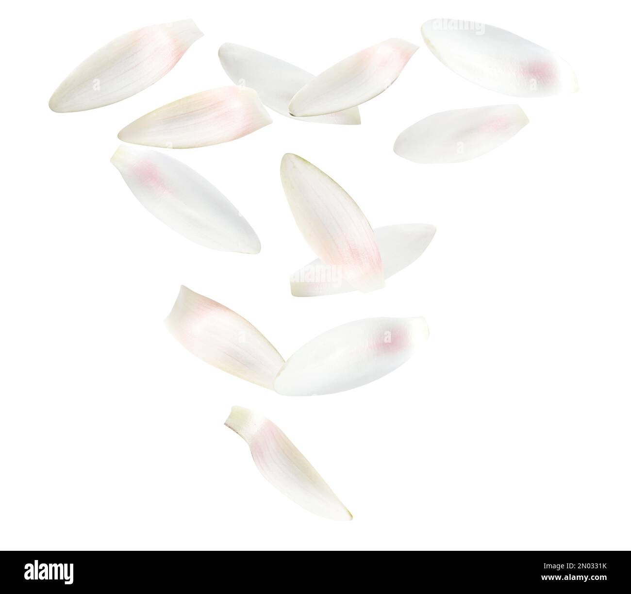 Beautiful lotus flower petals falling on white background Stock Photo ...