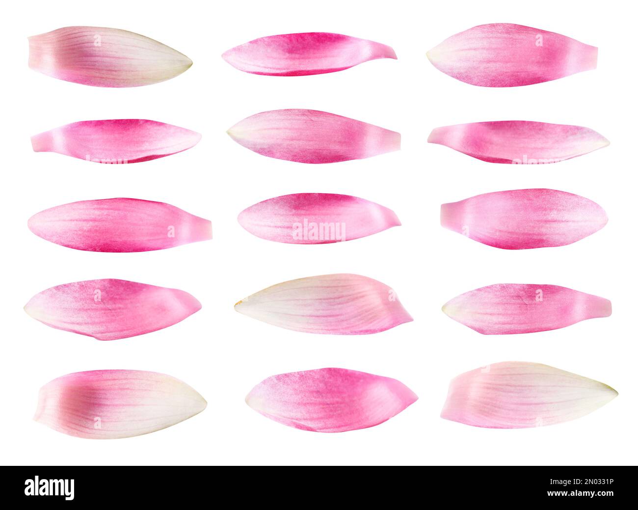 Set of beautiful pink lotus flower petals on white background Stock ...