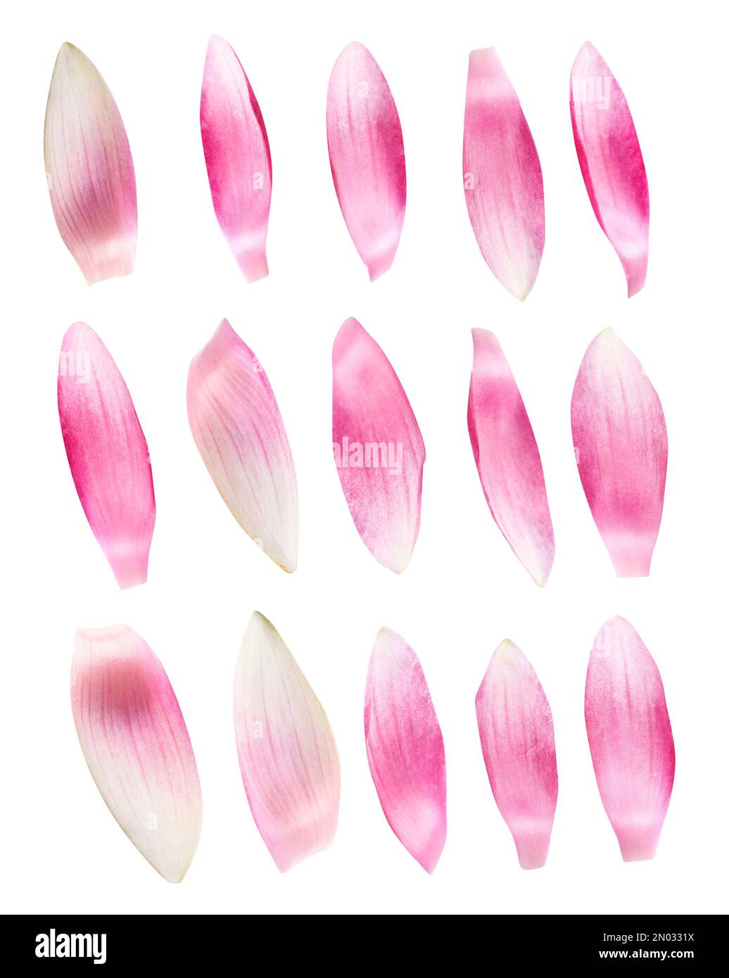 Set of beautiful pink lotus flower petals on white background Stock ...