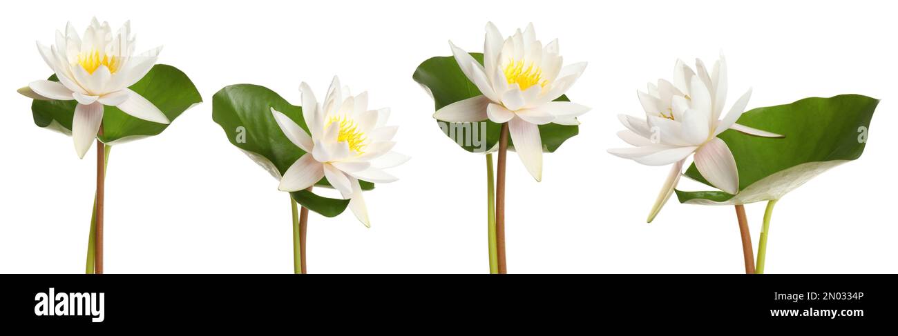 Set of beautiful lotus flowers on white background. Banner design Stock ...