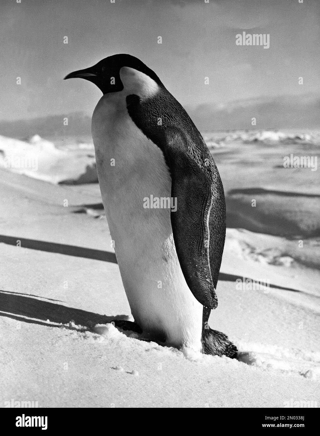 In this photo provided by the U.S. Navy, is an Emperor penguin in ...