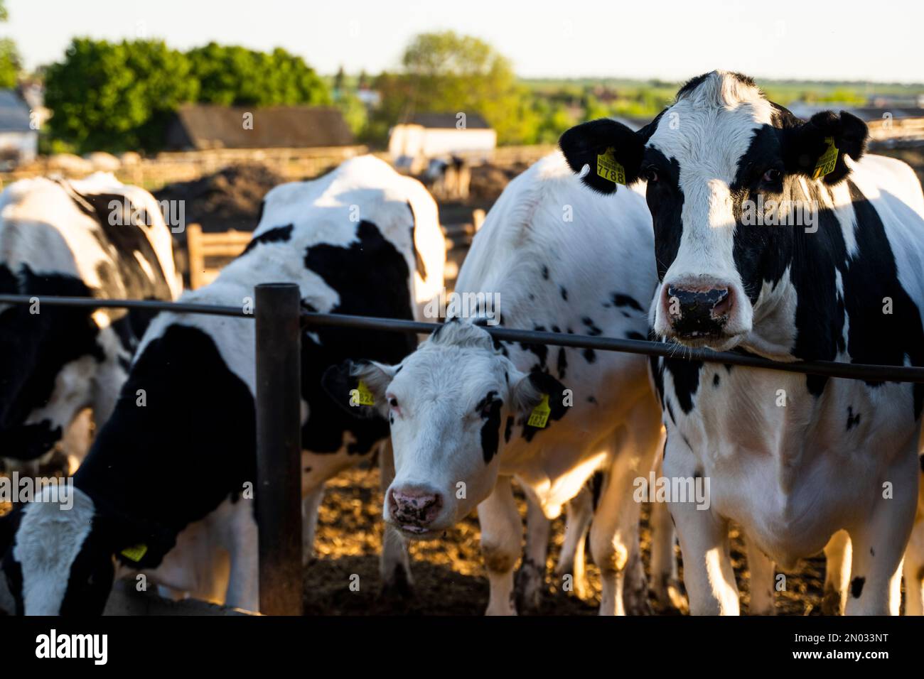 Milk cows in a pen on a farm. Livestock concept. Dairy farm, cattle, feeding cows on farm Stock ...