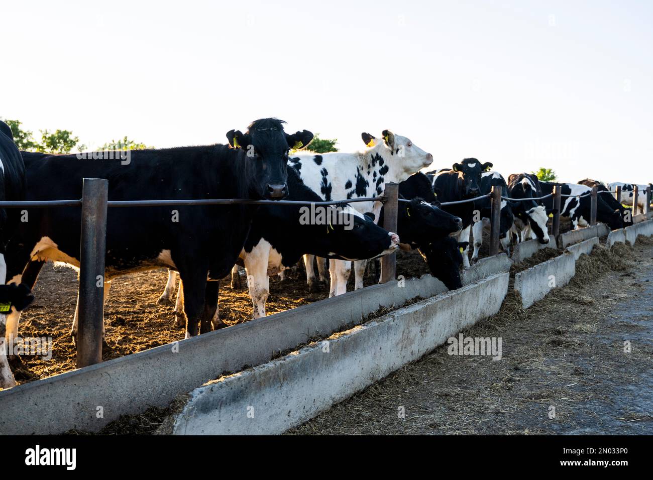 Milk cows on a outdoor farm eating a fresh hay. Modern farm cowshed with milking cows. Dairy ...