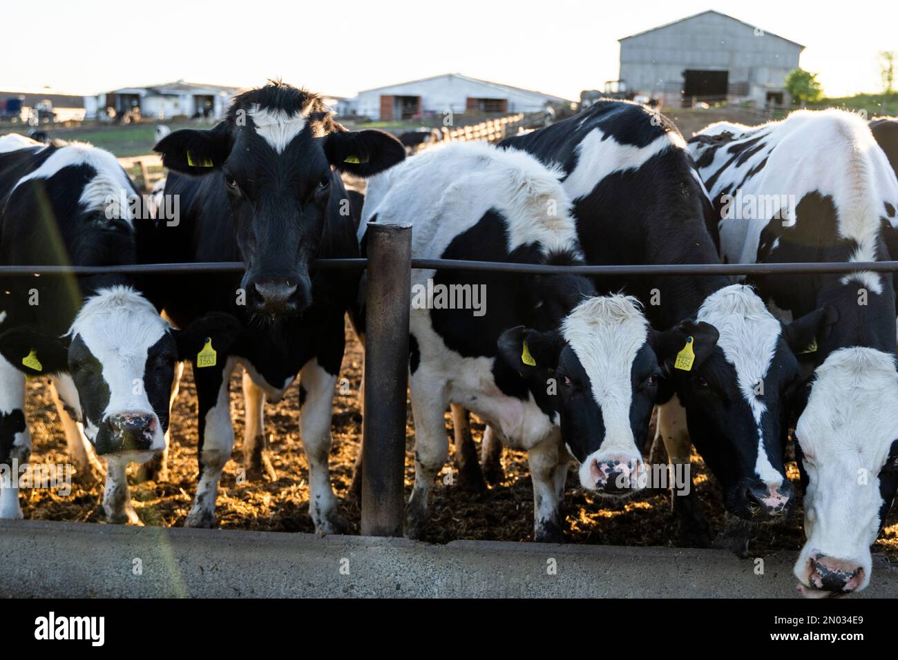 Milk cows on a outdoor farm eating a fresh hay. Modern farm cowshed with milking cows. Dairy ...