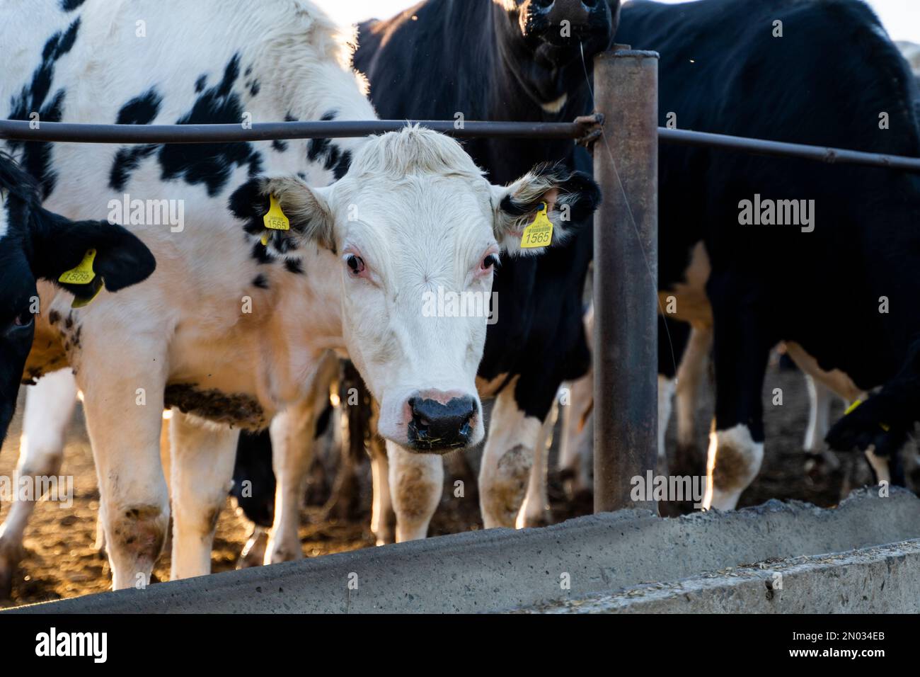 Milk cows in a pen on a farm. Livestock concept. Dairy farm, cattle, feeding cows on farm Stock ...