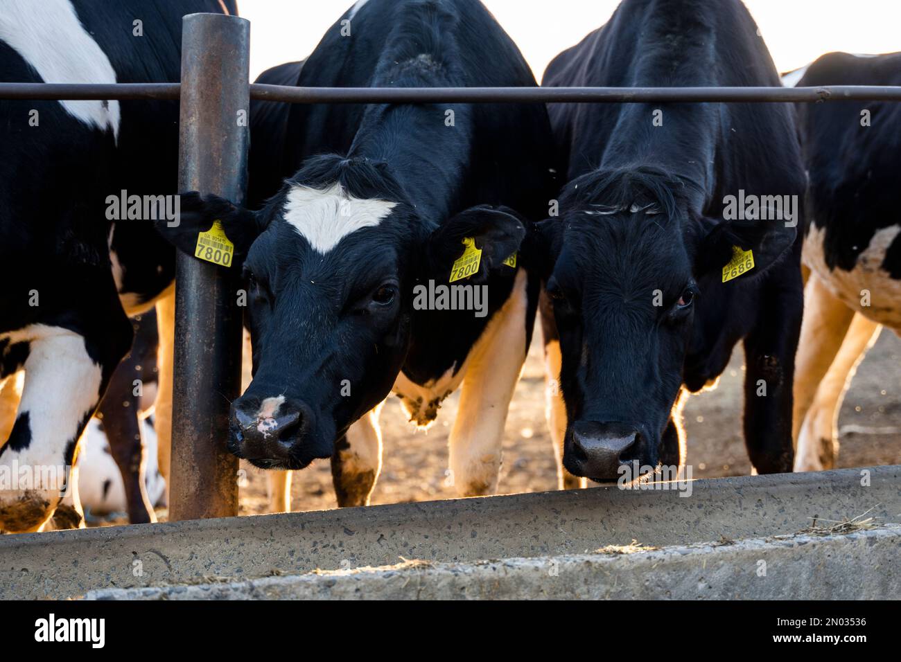 Milk cows on a outdoor farm eating a fresh hay. Modern farm cowshed with milking cows. Dairy ...