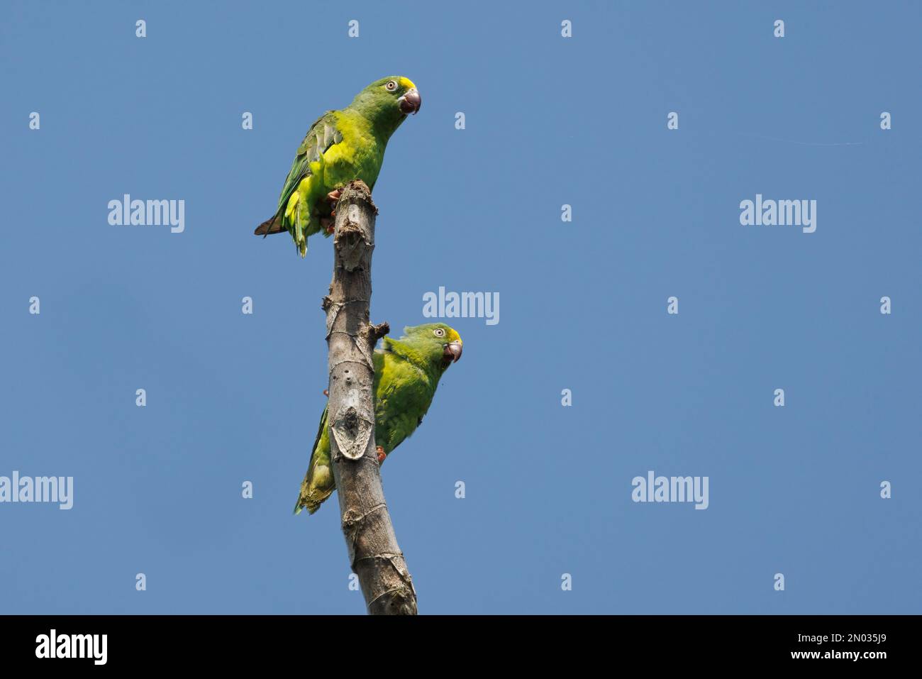 Tui parakeet hi-res stock photography and images - Alamy
