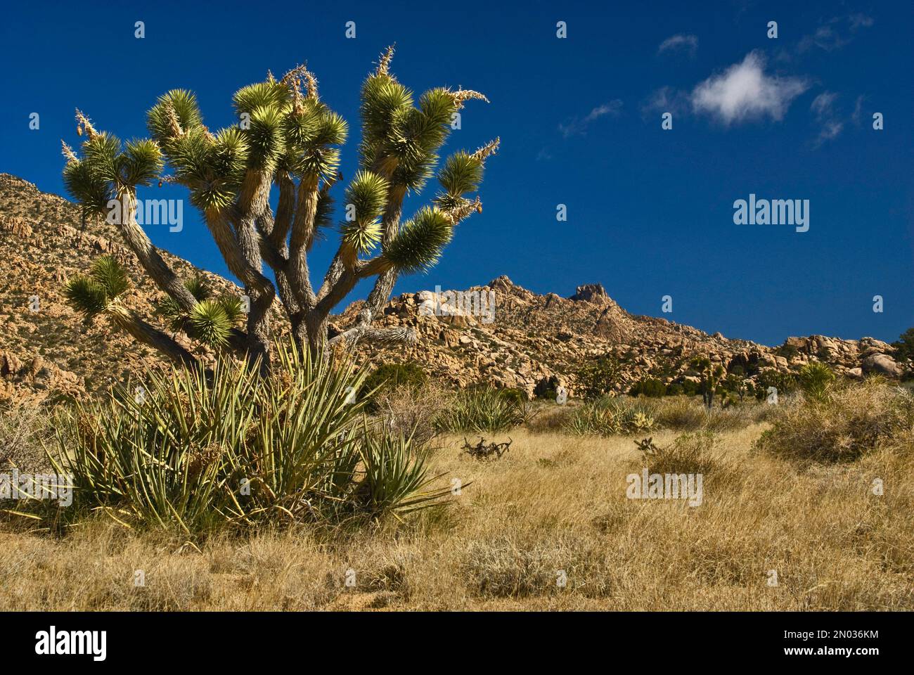 Joshua tree in New York Mountains at Mojave National Preserve ...