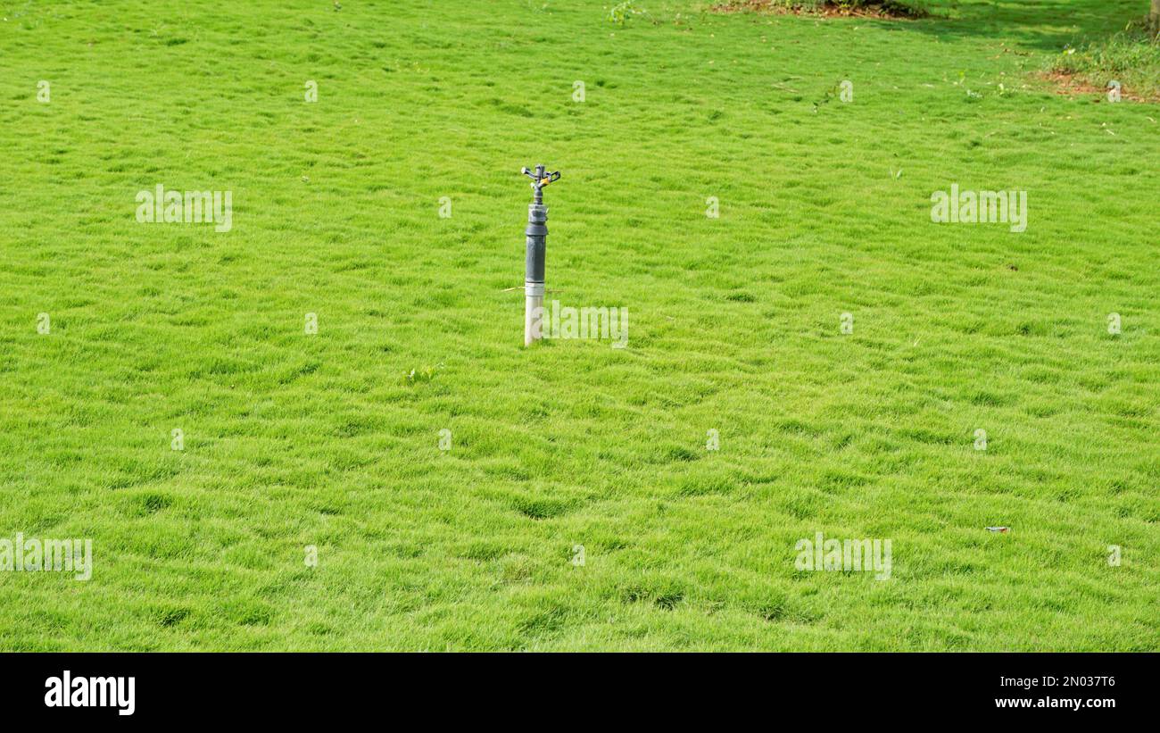 Fully grown lawn ready for cultivation. Cultivation outskirts of ...