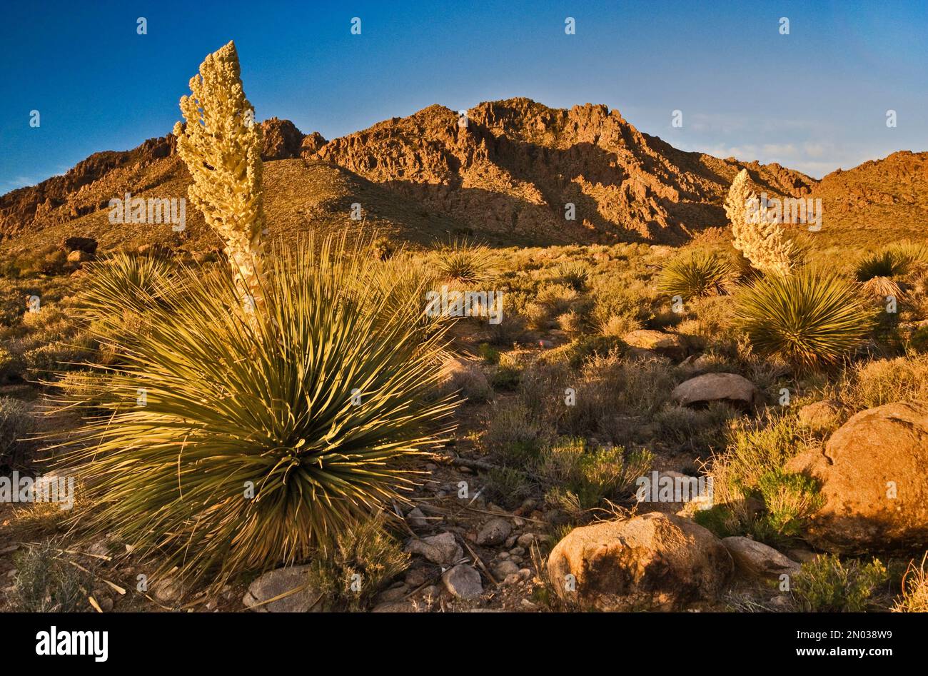 Parry nolina mojave desert hi-res stock photography and images - Alamy