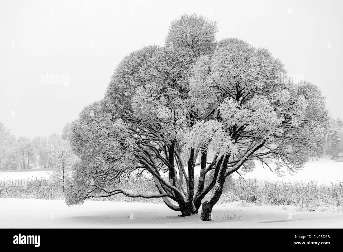 patterned drawings of snowy tree branches, mottled texture, winter ...