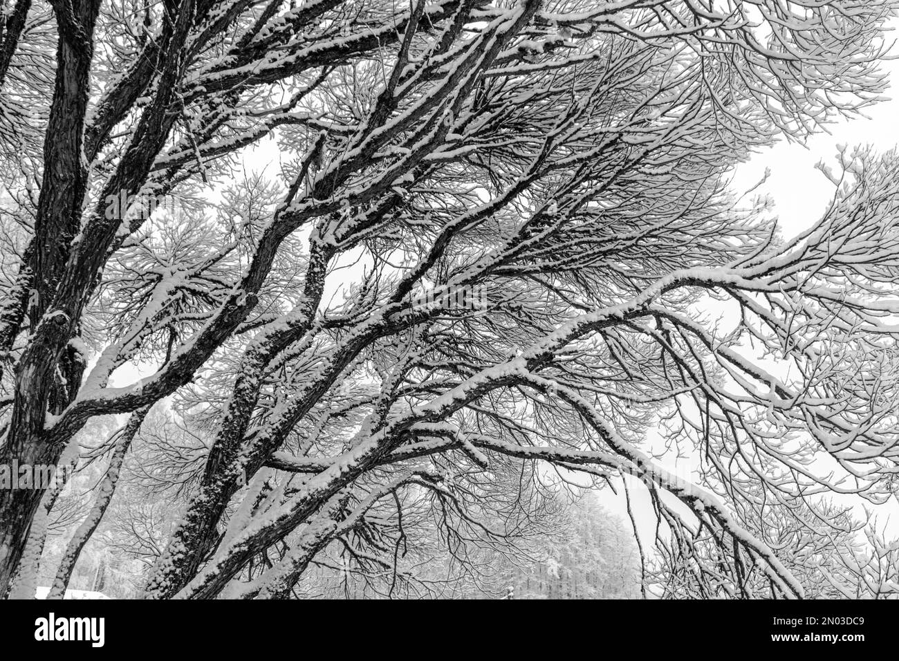 patterned drawings of snowy tree branches, mottled texture, winter ...