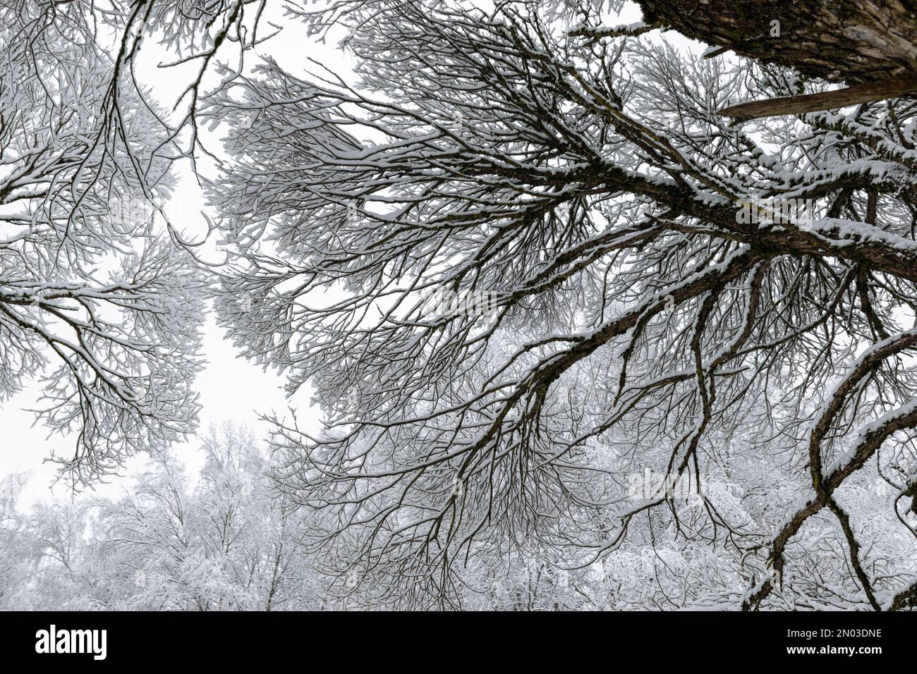 patterned drawings of snowy tree branches, mottled texture, winter texture, foggy and grainy ...
