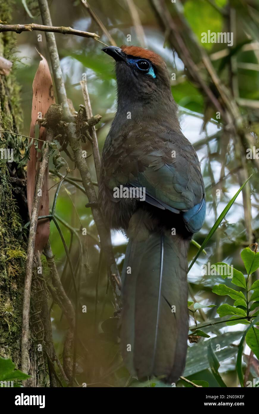 Red-fronted Coua - Coua reynaudii, beautiful colored bird endemic in ...