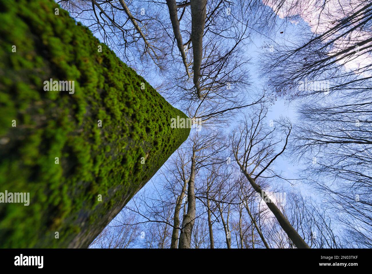 a wonderful view high into the treetops of a beech forest in winter in ...