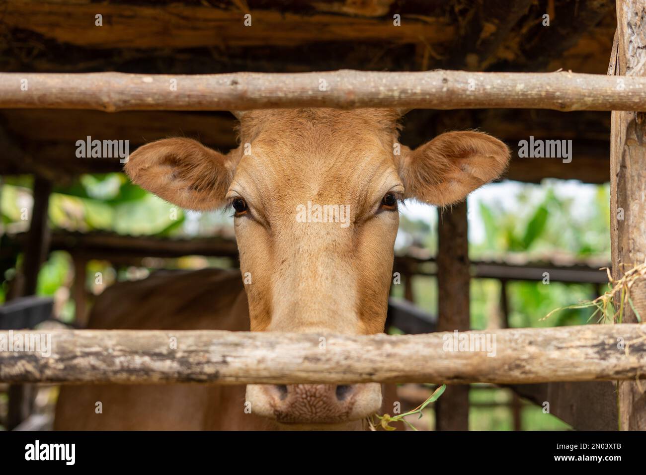 Close-up of a brown dairy farm in a small-scale zero-grazing Stock ...