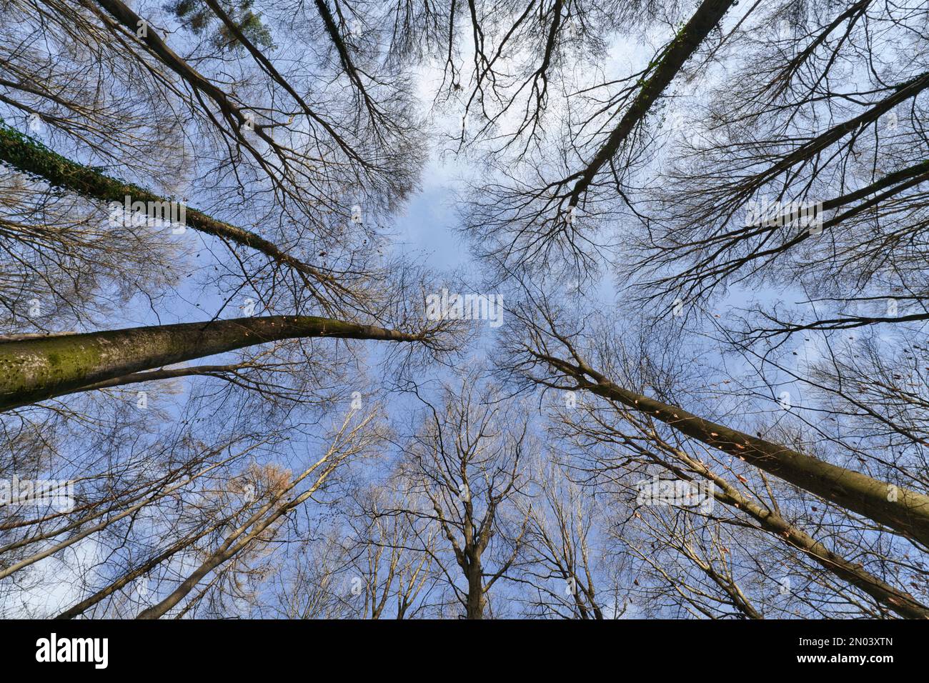 a wonderful view high into the treetops of a beech forest in winter in ...