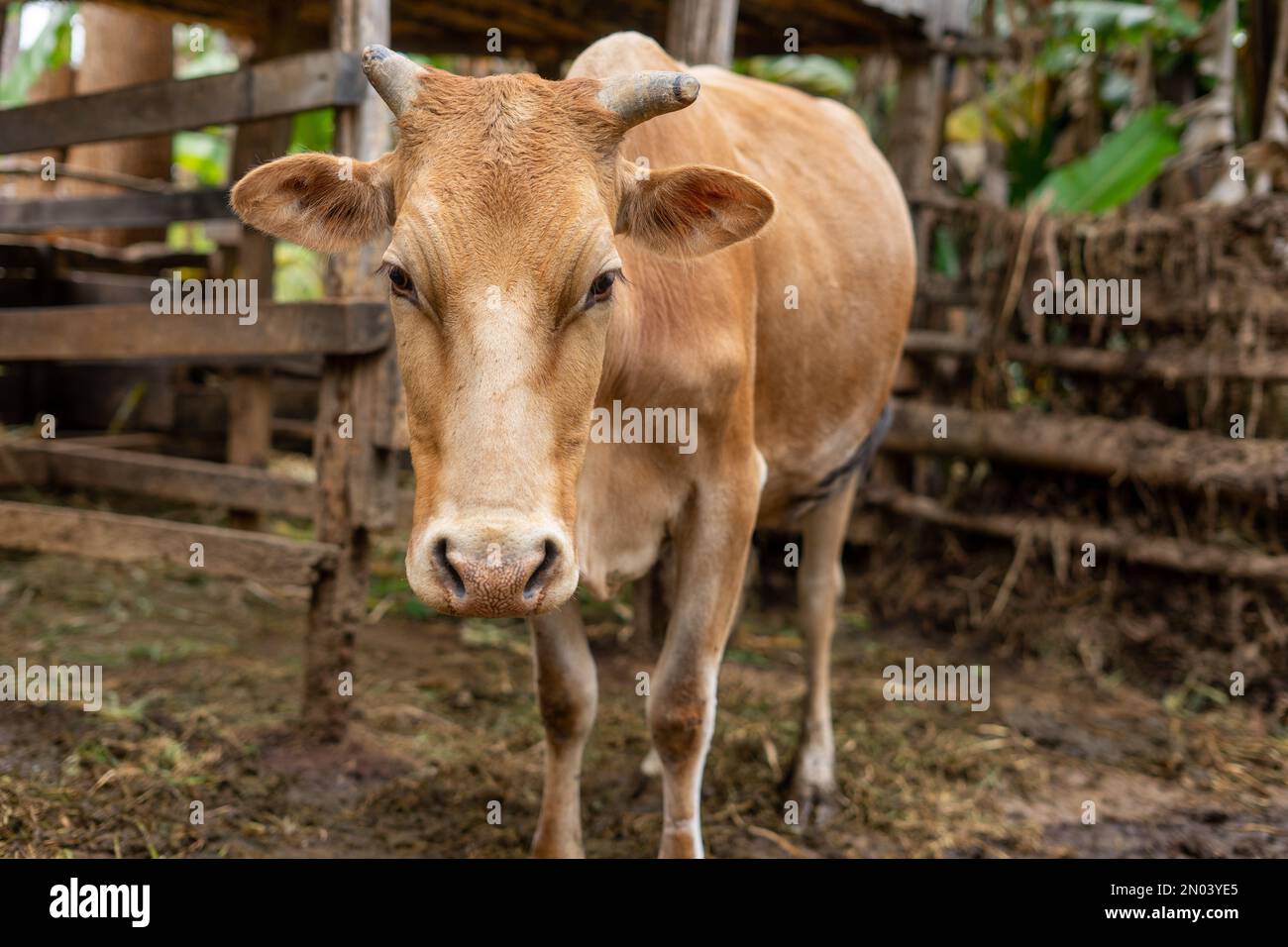 Cow pen hi-res stock photography and images - Alamy