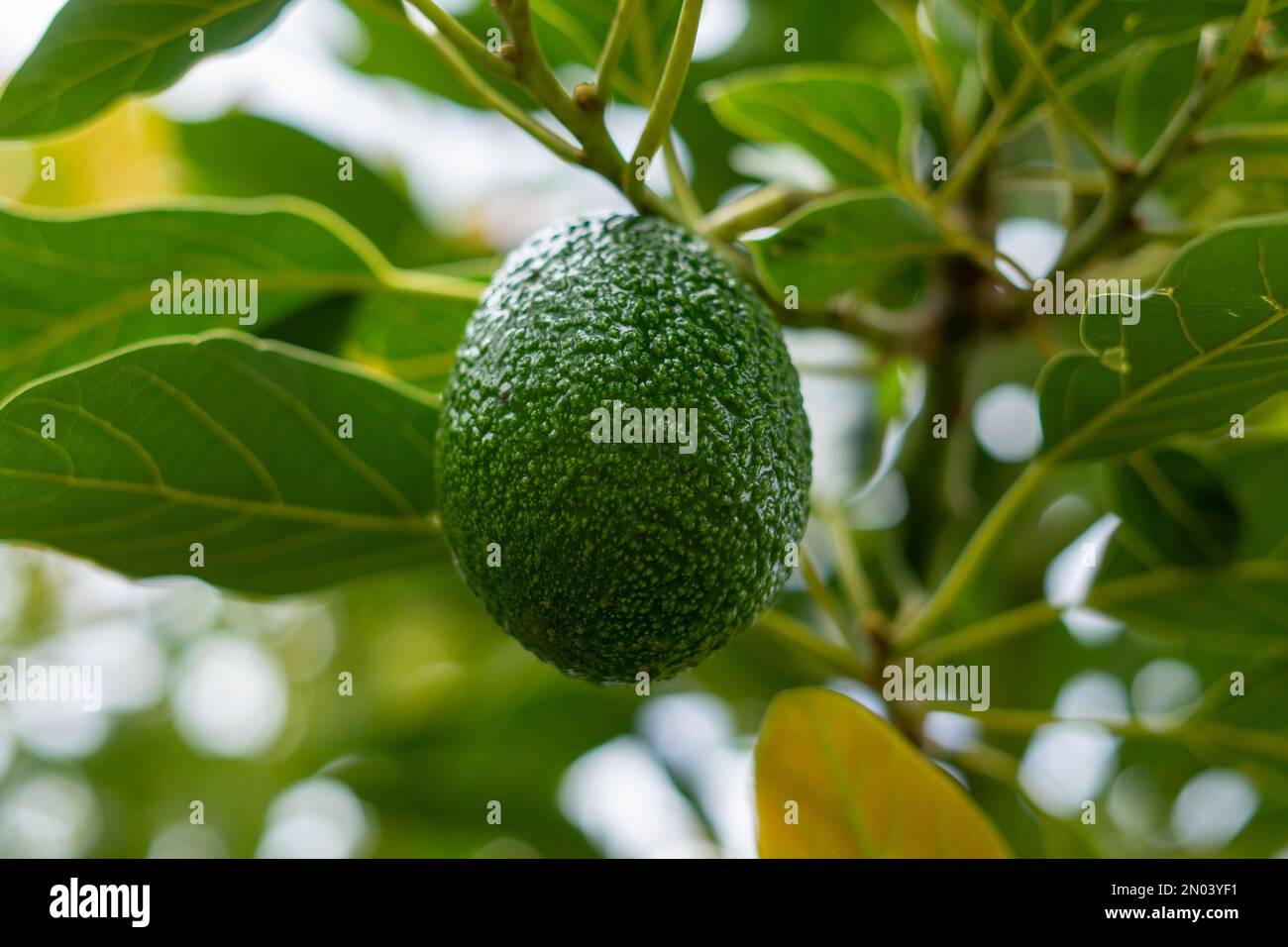 Genetic core hi-res stock photography and images - Alamy
