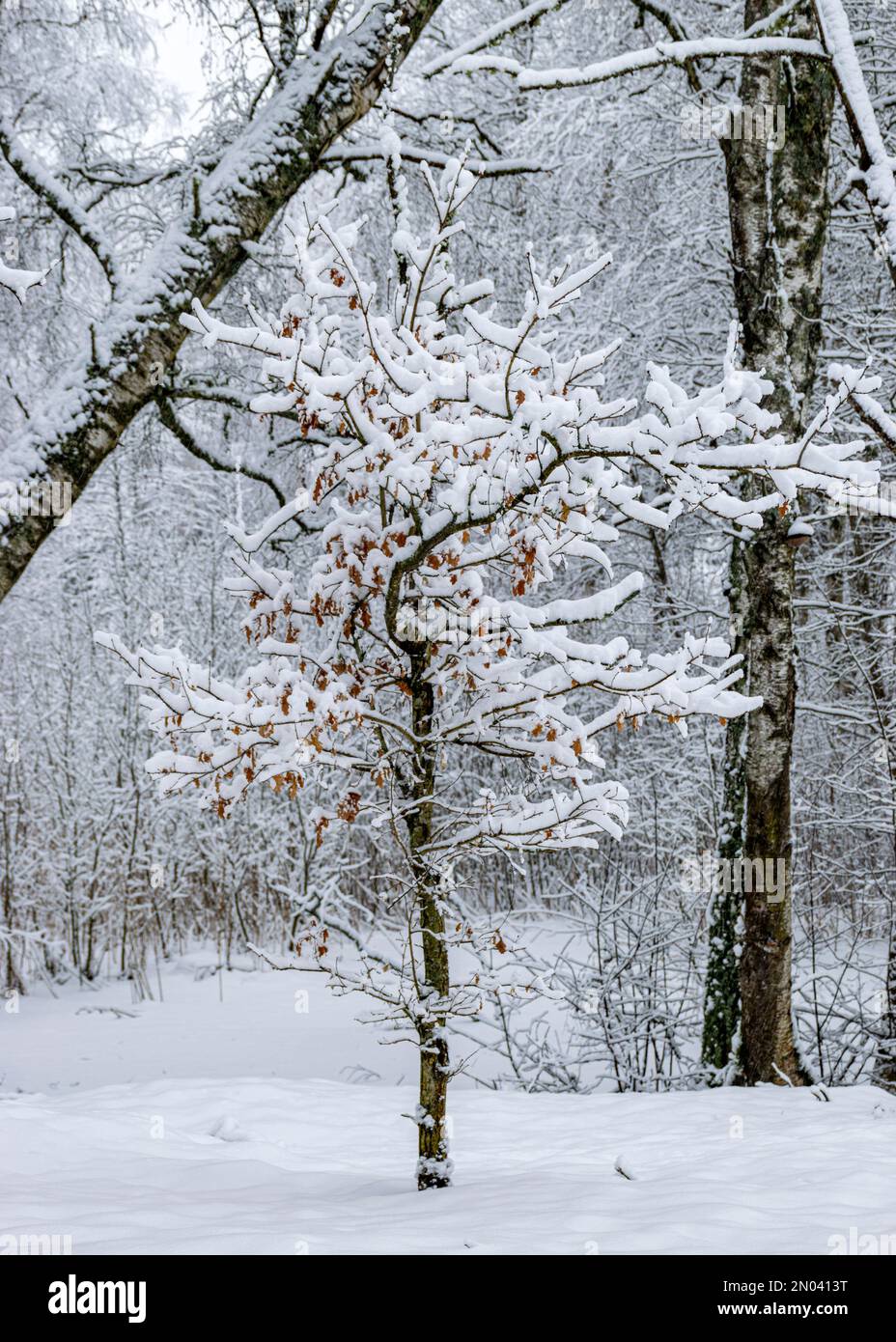 patterned drawings of snowy tree branches, mottled texture, winter texture, foggy and grainy ...