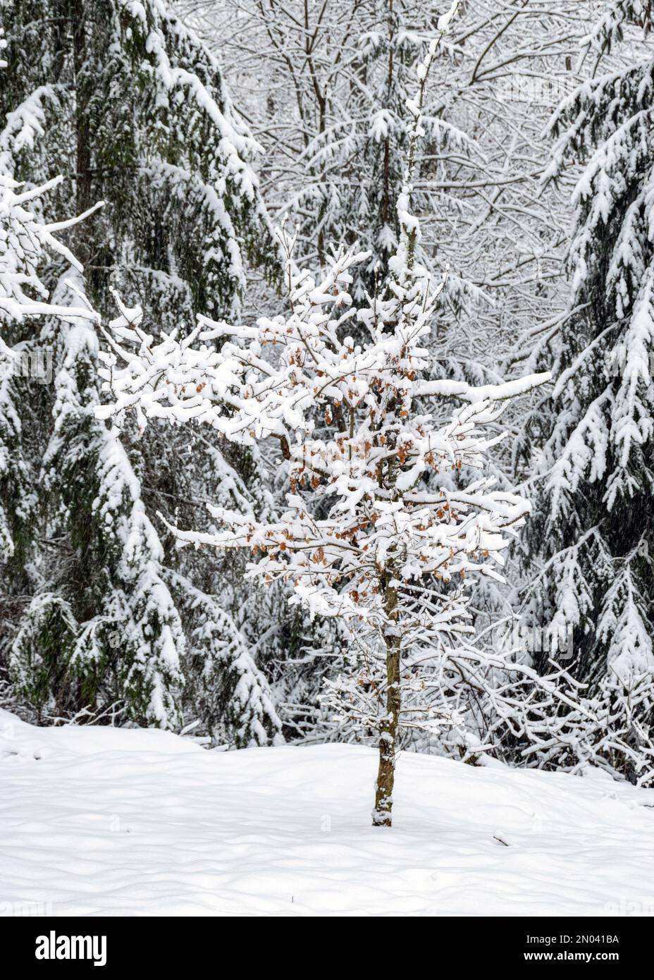 patterned drawings of snowy tree branches, mottled texture, winter ...
