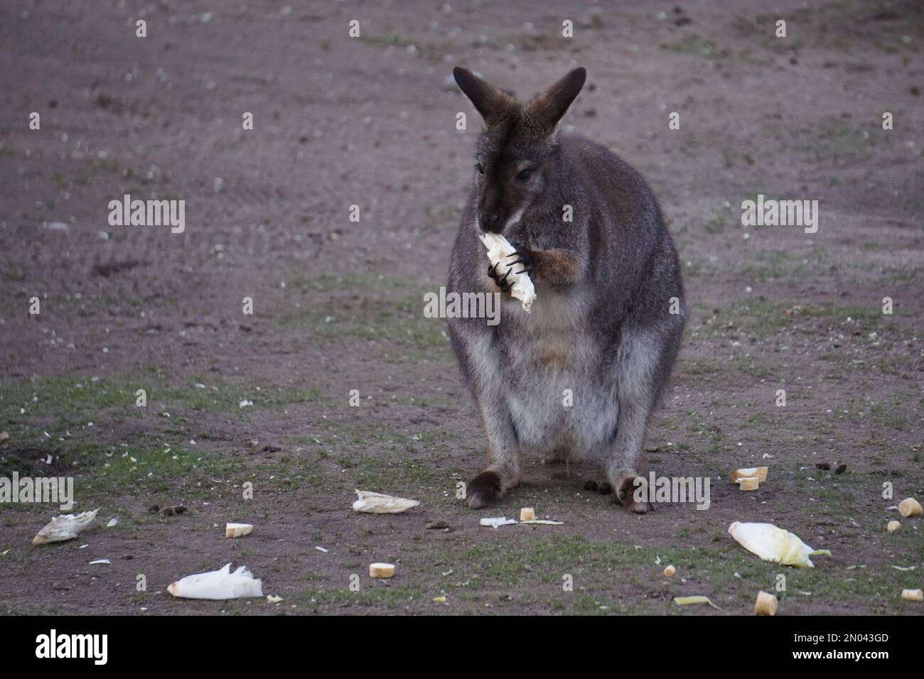 Kangaroo chewing hi-res stock photography and images - Alamy